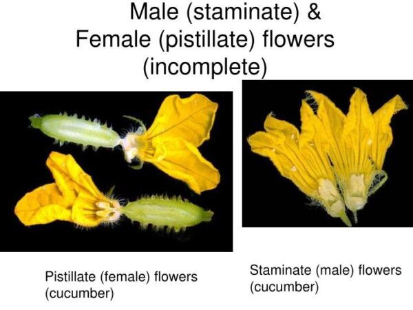 Morphology of flowering plants - Testwizard