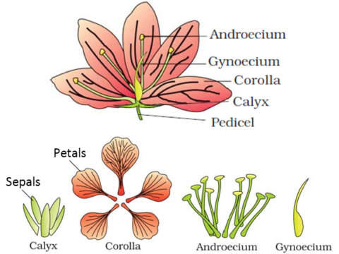Morphology of flowering plants – Part II - Testwizard