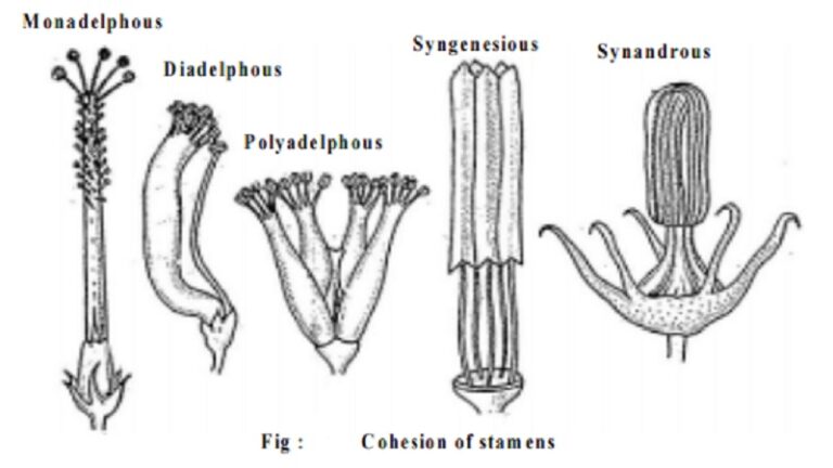 Morphology of flowering plants – Part II - Testwizard