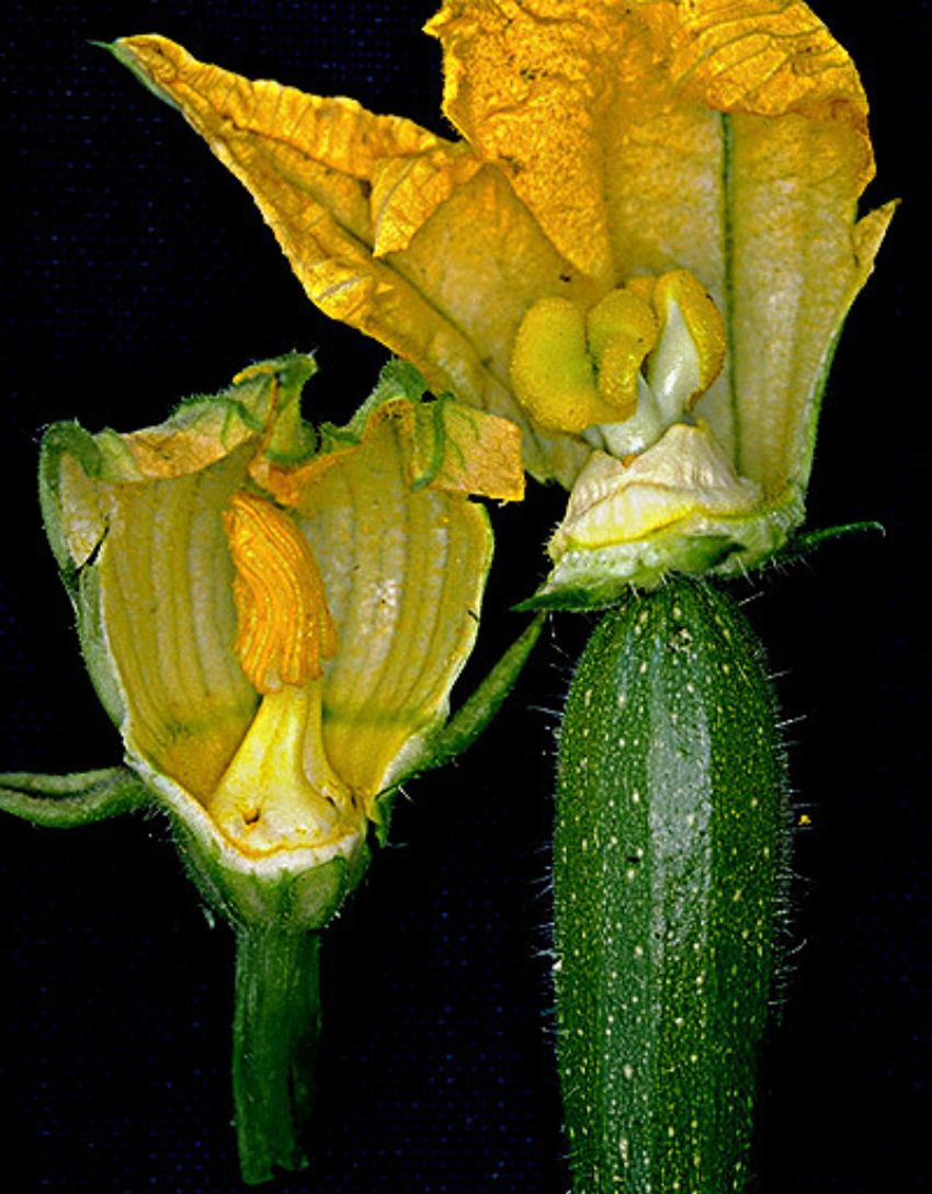 Morphology of flowering plants – Part II - Testwizard