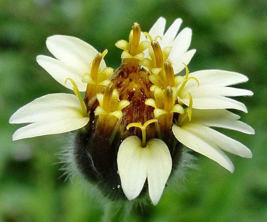 Morphology of flowering plants – Part II - Testwizard